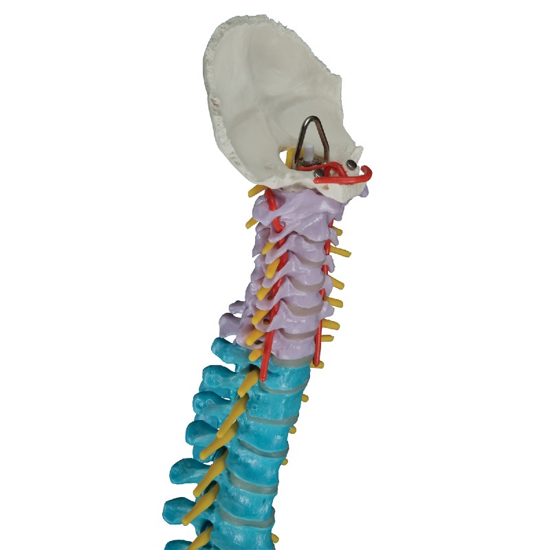 3B Scientific Didactic Flexible Spine | Health and Care